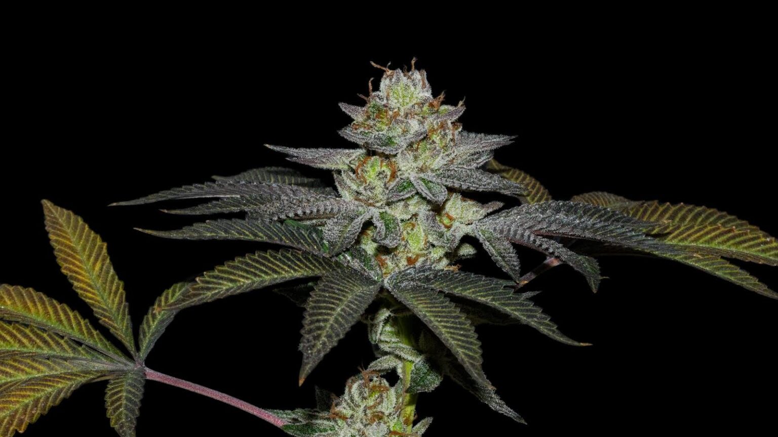 Coco Nutty x Fruity Pebbles OG – Foto.Feminizada – Pack com 3+1 ...