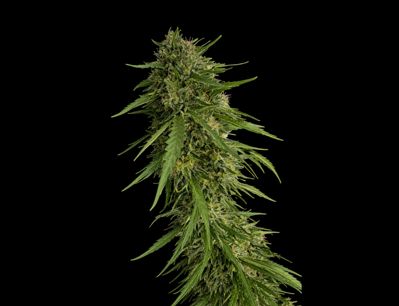 Sour Nana – Foto Feminizada – Pack 3 unidades | Secret File Seeds