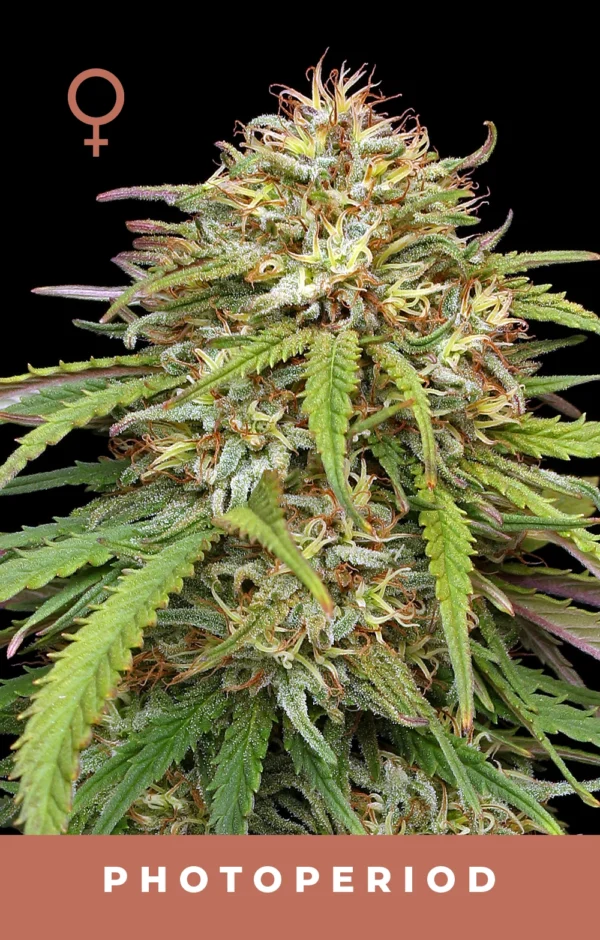 Ed Rosenthal’s Super High Life – Foto.Feminizada – Pack com 3 Unidades ...